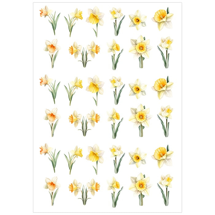 Watercolour Daffodils Edible Icing Icons NZ – Build a Birthday NZ